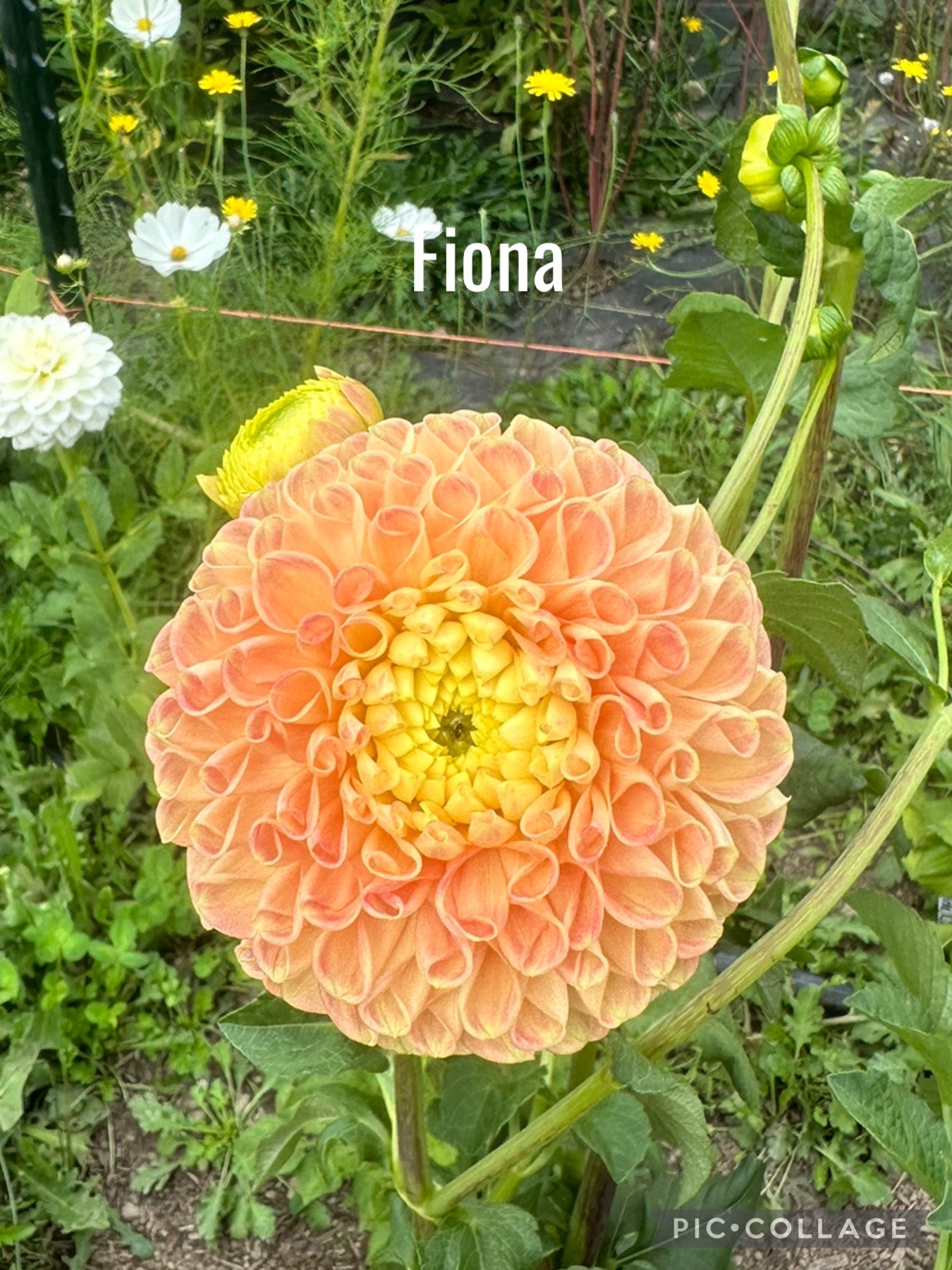 FIona Dahlia Tuber – Bellagios Backyard Farm