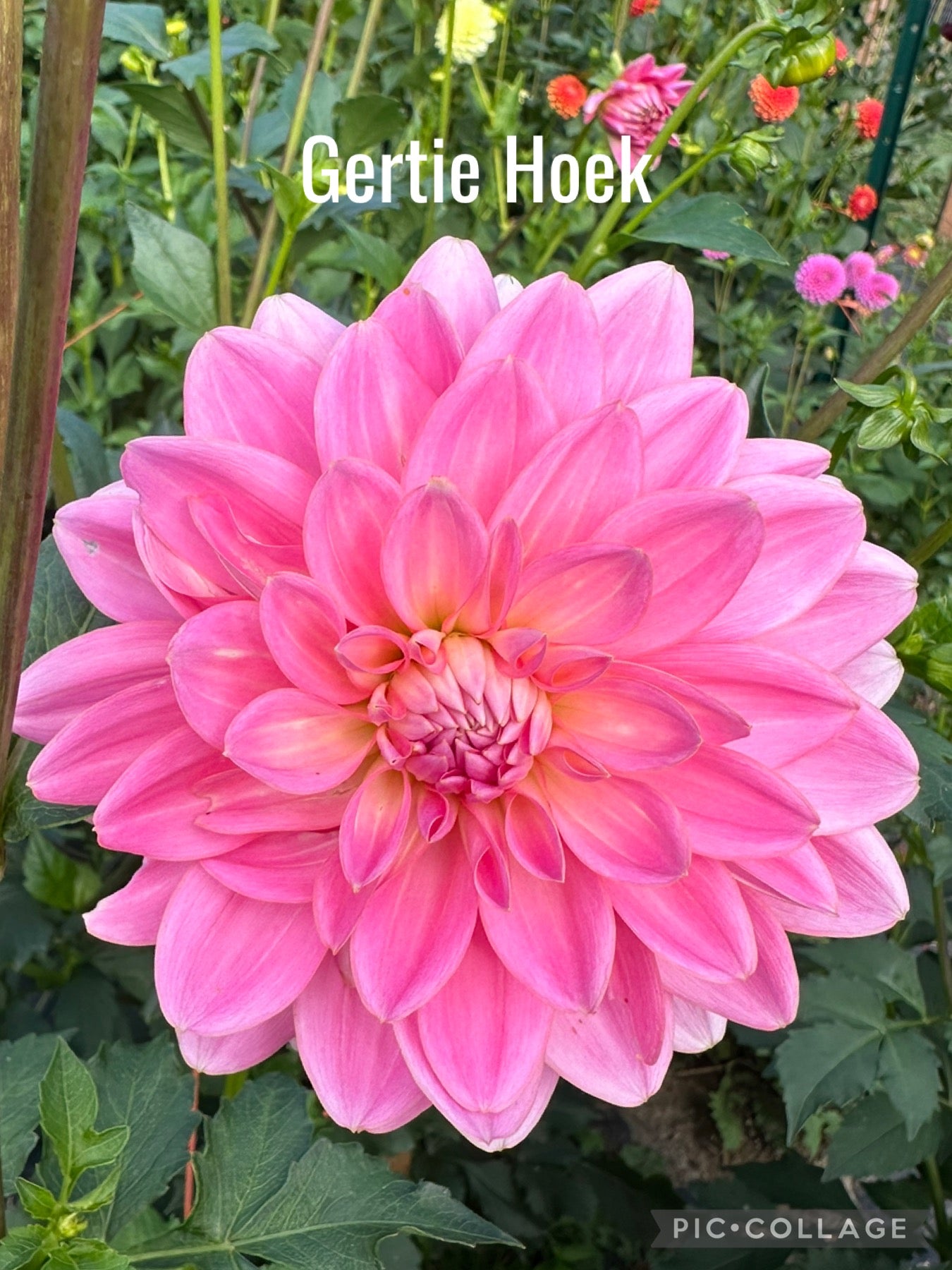 Gerrie Hoek Dahlia Tuber – Bellagios Backyard Farm