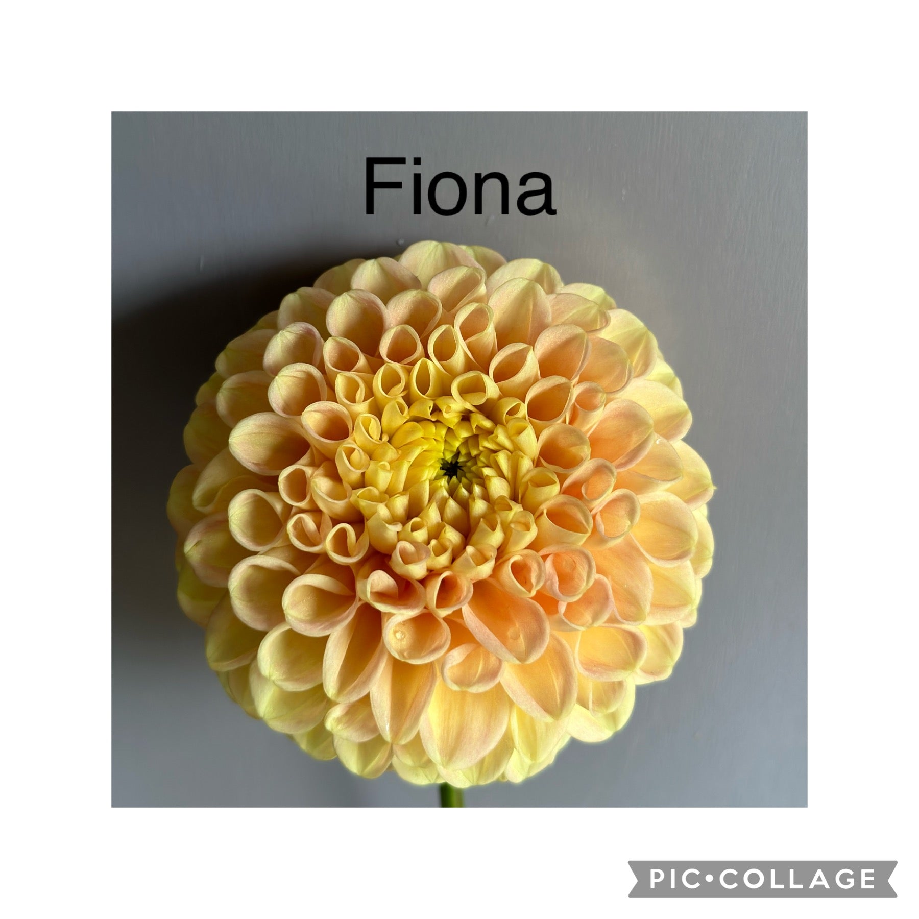 Fiona Dahlia Tuber – Bellagios Backyard Farm